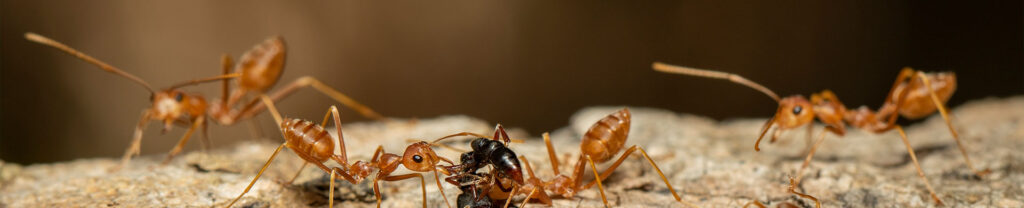 Expert Insect Removal Services in Granbury | Professional Pest ...